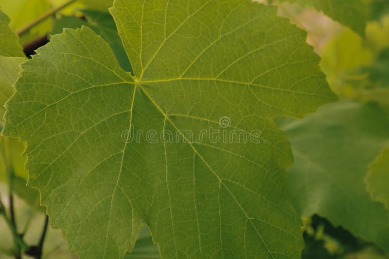 Beautiful Grapes Leaves in a Vineyard. Vineyard Background in Summer ...