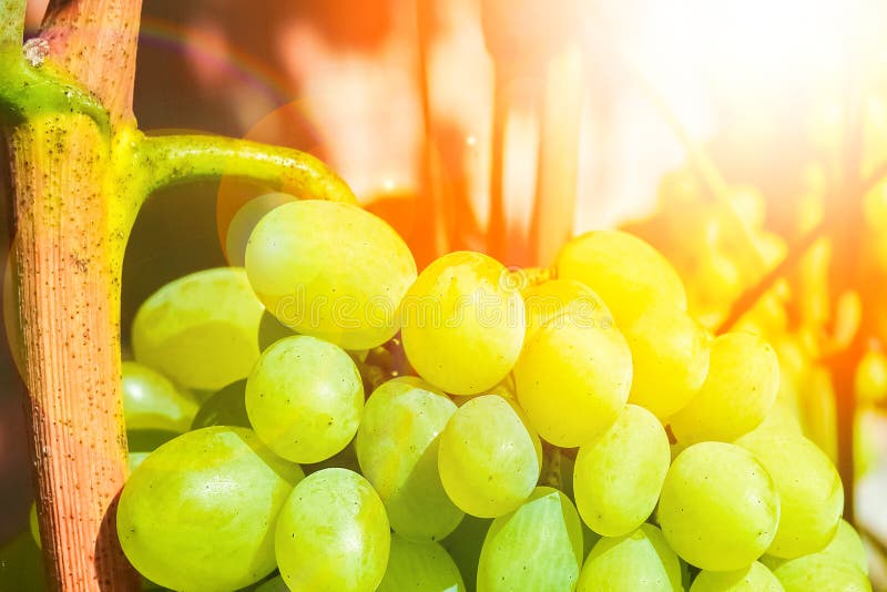 Beautiful Grapes in the Park on Nature Field Background Stock Photo ...