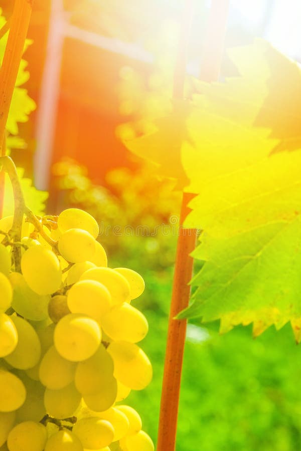 Beautiful Grapes in the Park on Nature Field Background Stock Image ...