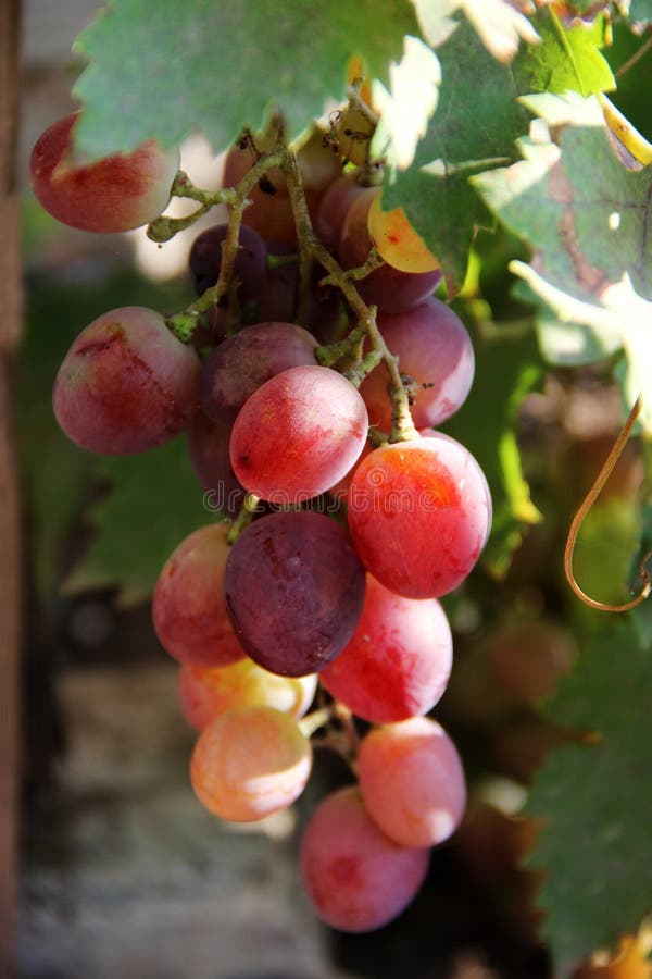 Beautiful Grapes in Sunlight. Stock Photo - Image of leaves, amazing ...