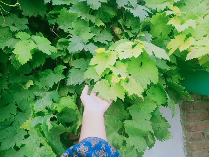 Beautiful Grapes Tree Natural Beauty Stock Image - Image of branch ...