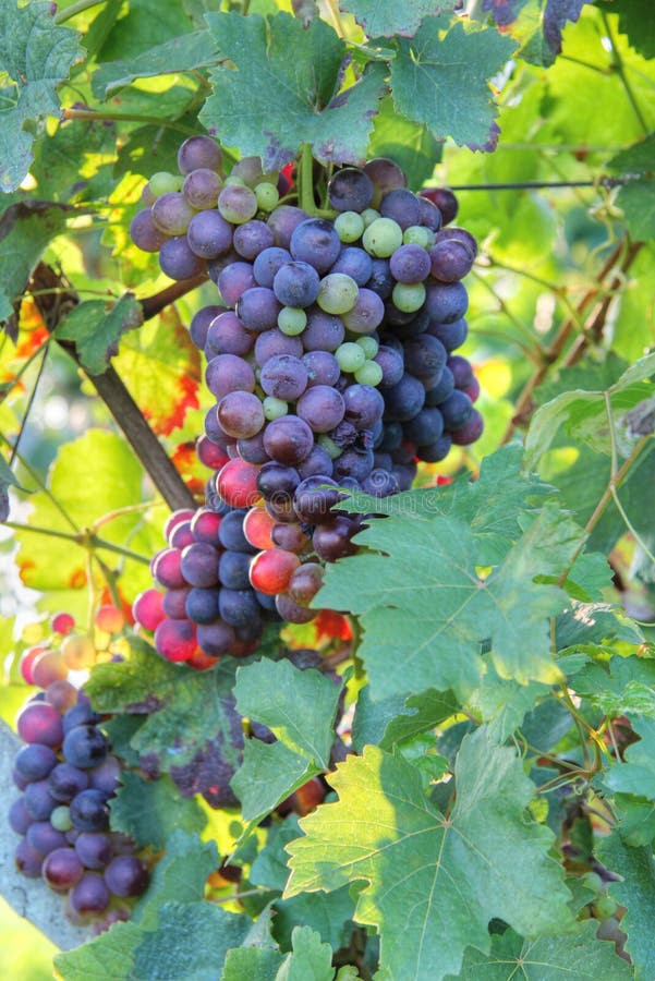 Beautiful Grapes of Various Colours Stock Photo - Image of grapevine ...