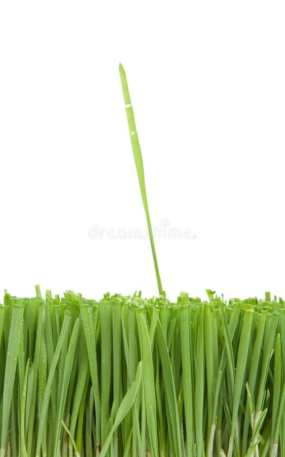 Fresh cut grass stock photo. Image of organic, fresh, garden - 4428352