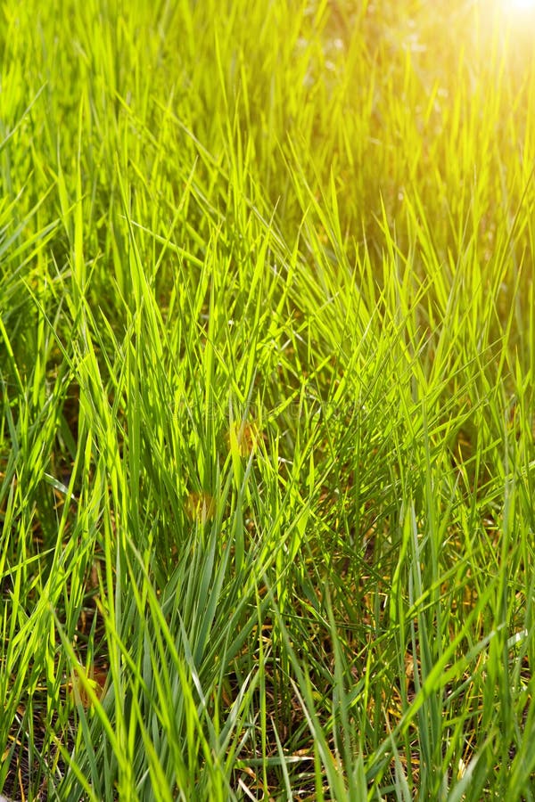 Grass in a Field stock image. Image of meadows, allergies - 27936691