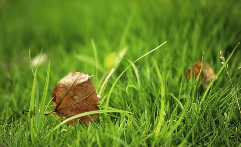 Beautiful Grass Picture. Image: 5635301