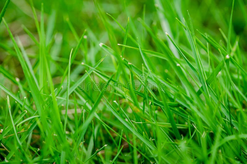 Beautiful Grass Background stock photo. Image of fresh - 174234446