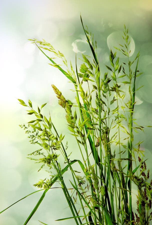 Beautiful grass detail stock photo. Image of freshness - 12863286