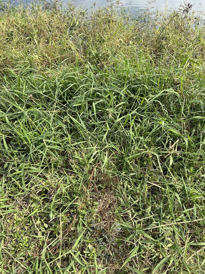 Beautiful Grass on the Field Stock Photo - Image of green, close: 366422248