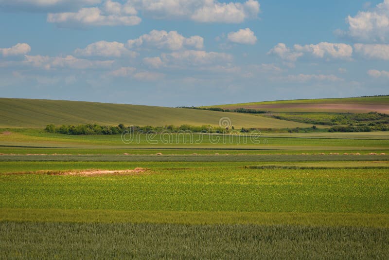 Beautiful Grass Field with Blue Sky in Nature Stock Image - Image of ...