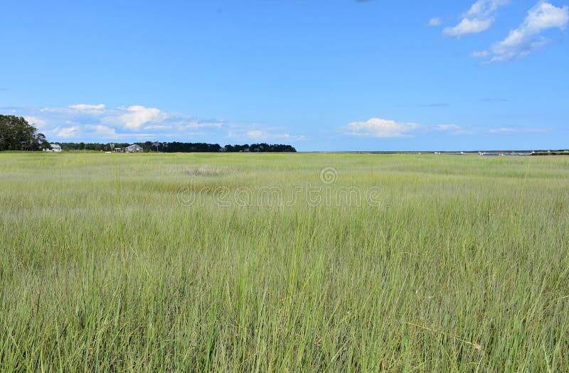 Beautiful Grass Field Full of Beach Grass Stock Image - Image of glades ...