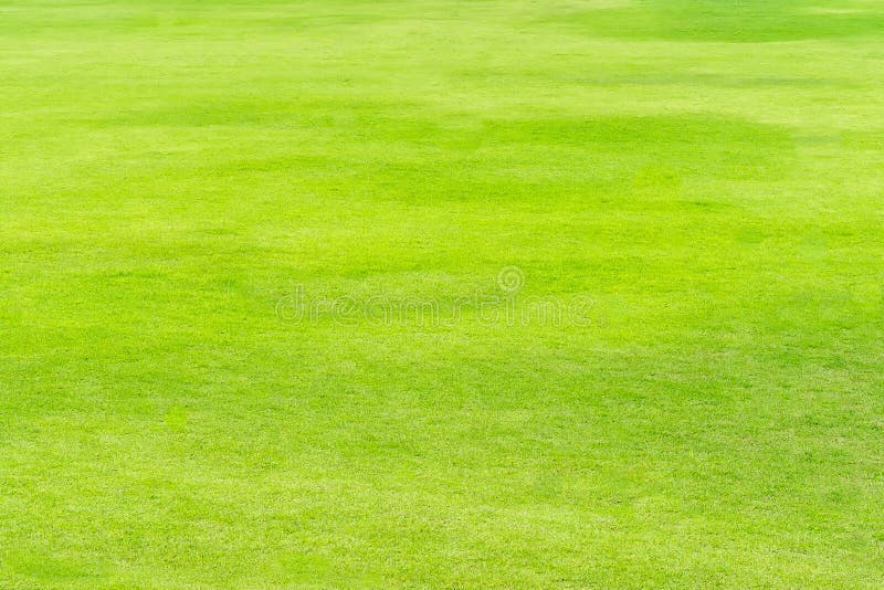 Beautiful Grass Field / Green Grass Background Stock Image - Image of ...
