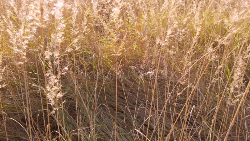 Magical sunlight stock photo. Image of line, tranquility - 9349556