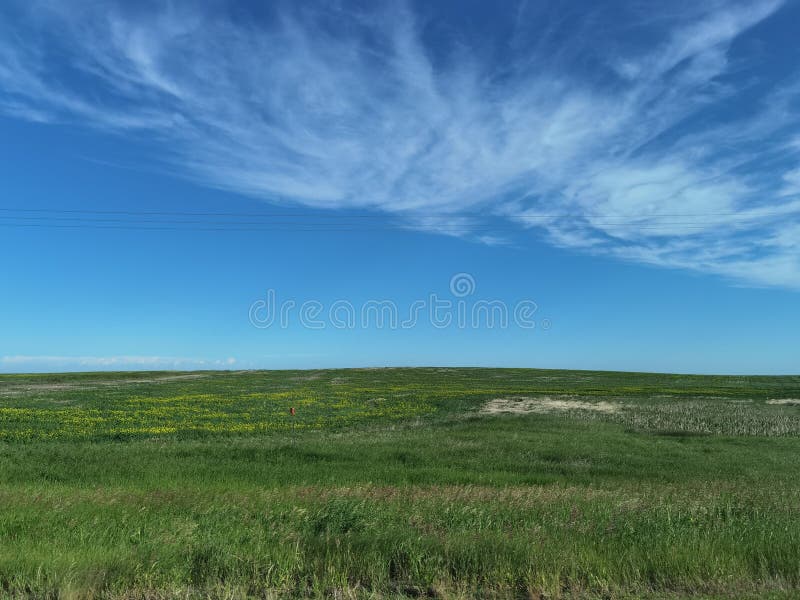 Beautiful Grass Field Stretching To the Horizon Under the Blue Sky ...