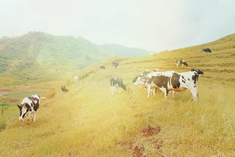 Cattle farm stock photo. Image of purwokerto, java, central - 110896124