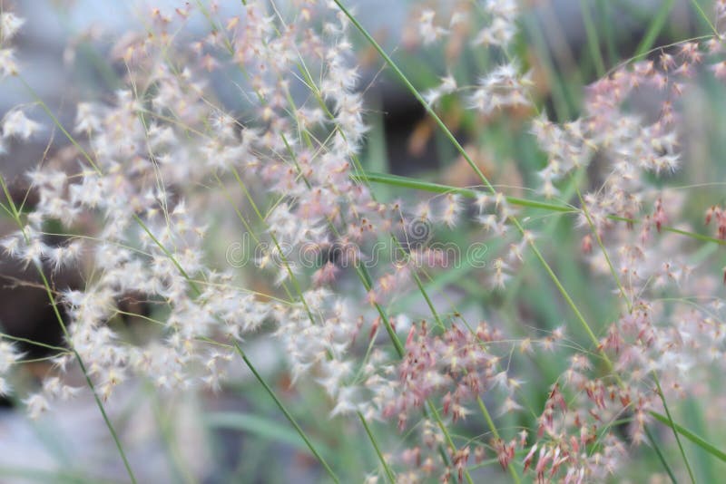 Beautiful grass flowers. stock photo. Image of burst - 91332836