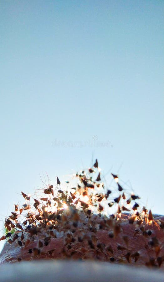 Beautiful grass seeds stock image. Image of blue, seeds - 251384237