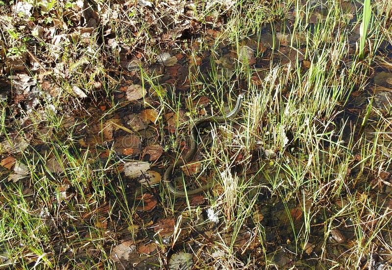 Grass - Snake in Water in Marsh, Lithuania Stock Image - Image of ...