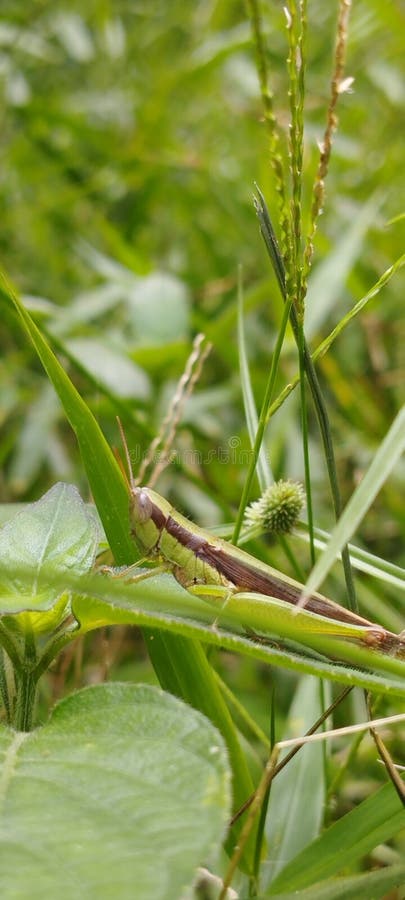 Beautiful Grasshopper stock image. Image of insect, nature - 262611961