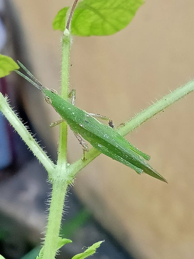 Cockroaches Grasshopper Stock Photos - Free & Royalty-Free Stock Photos ...