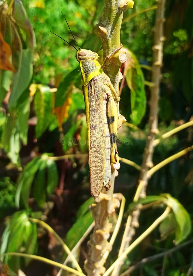 Beautiful Grasshopper on the Tree Branch Stock Image - Image of tree ...