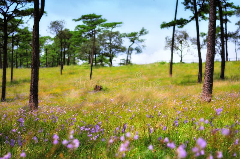 Beautiful grassland stock photo. Image of plant, grass - 27482878