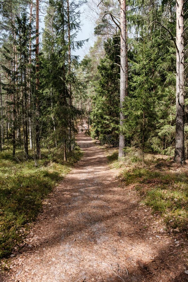 Beautiful Gravel Road Footpath in the Spring Forest Stock Photo - Image ...