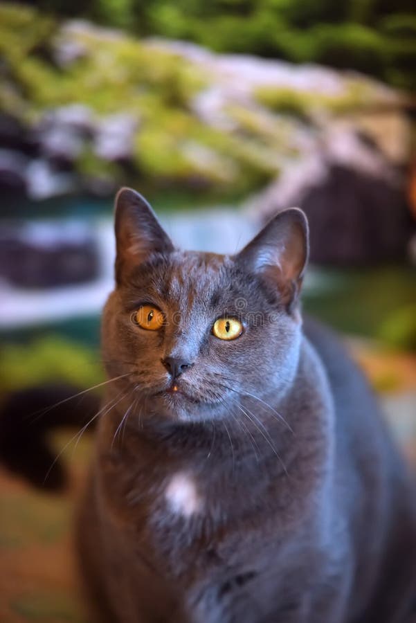 Beautiful gray British cat stock photo. Image of british - 129451390