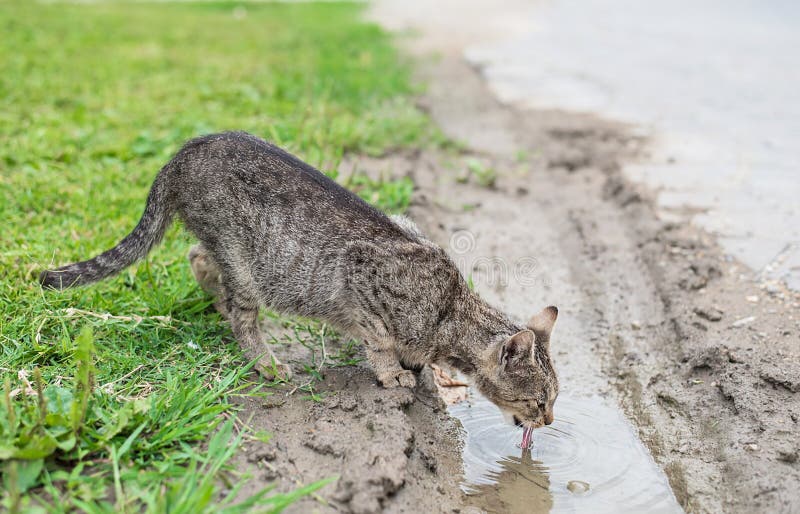 Beautiful Gray Cat Drinking from Puddle Stock Image - Image of garden ...
