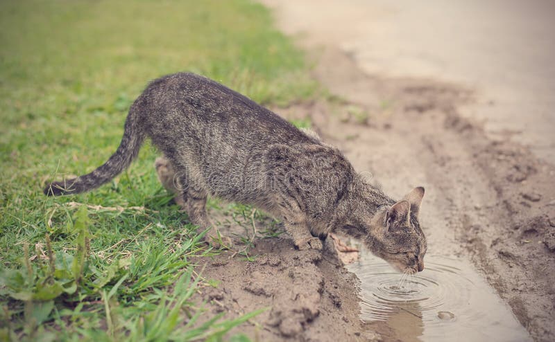 Kitten Looking Puddle Stock Photos - Free & Royalty-Free Stock Photos ...