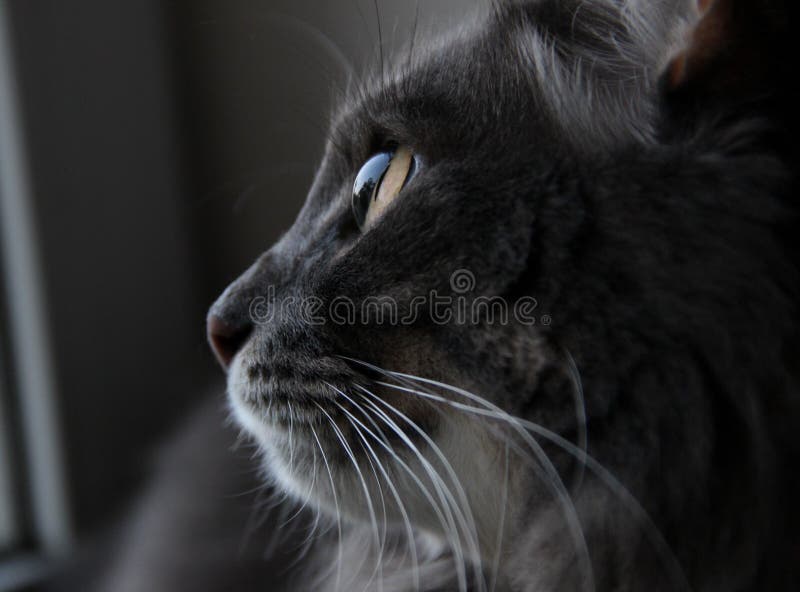 Beautiful Gray Cat Looking Out the Window Stock Image - Image of cute ...