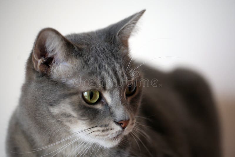 Cat Side View Looking Viewer Stock Photos - Free & Royalty-Free Stock ...