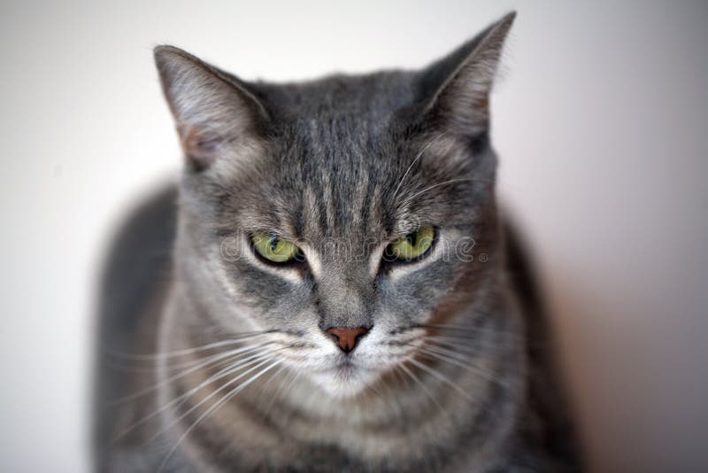 Beautiful Gray Striped Kitty! Stock Image - Image of background, gray ...