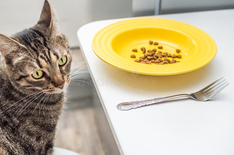 Beautiful Gray Cat Sits at a Table in the Kitchen. Stock Image - Image ...