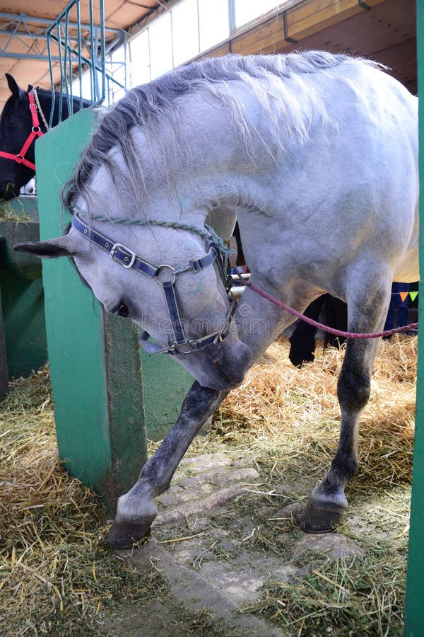 Beautiful Gray Horse in the Stable Stock Photo - Image of beautiful ...