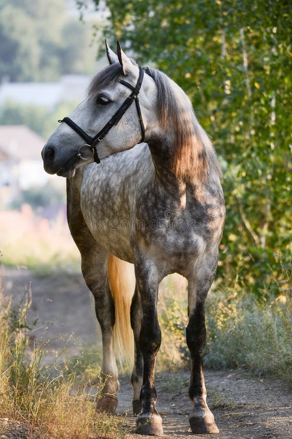 A Beautiful Gray Horse Stands in the Forest at Dawn. Front View Stock ...