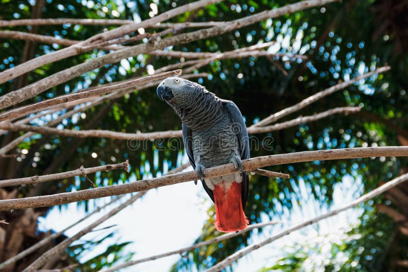 Beautiful Gray Parrot with Red Tail. Stock Image - Image of wood, beak ...