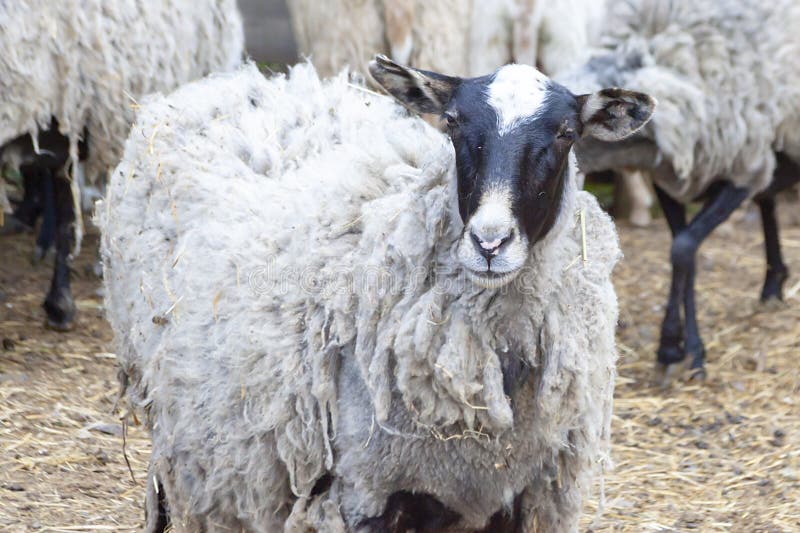 Beautiful Gray Sheep in the Corral on the Background of the Herd on a ...