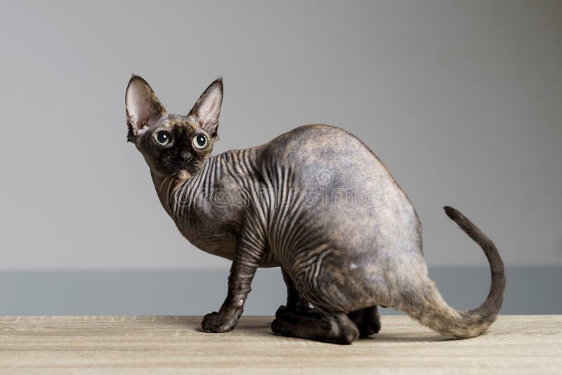 A Beautiful Gray Sphinx Cat Stock Photo - Image of portrait, hairless ...