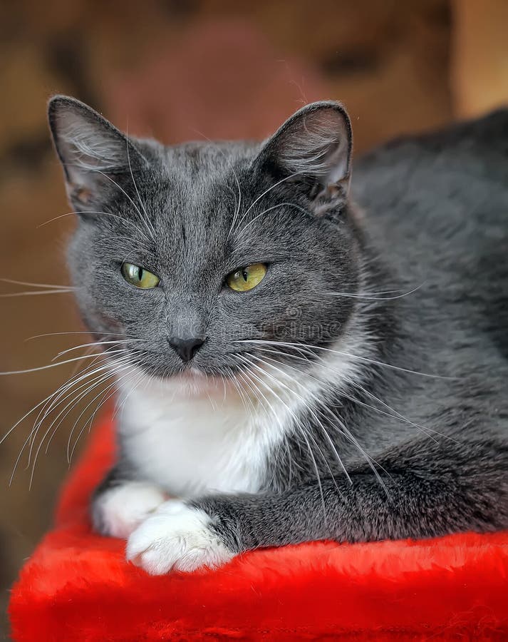 370 Beautiful Gray White Chest Cat Stock Photos - Free & Royalty-Free ...