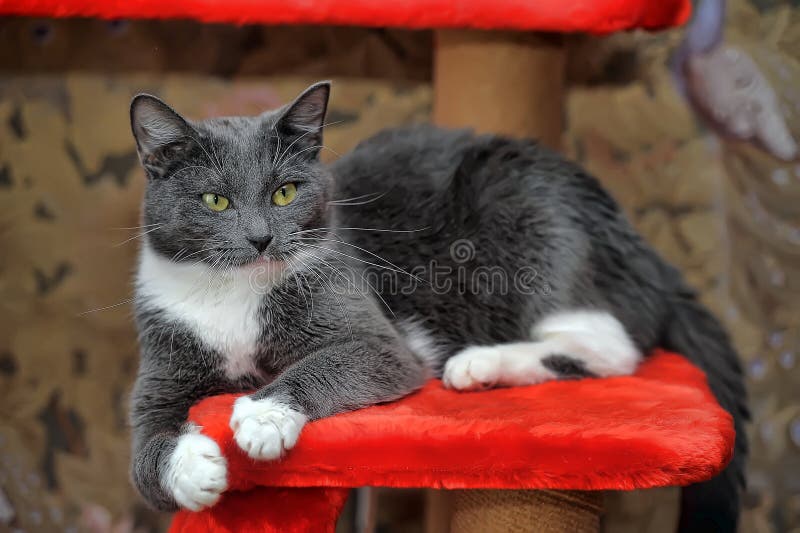 Beautiful Gray with a White Chest Cat Stock Image - Image of domestic ...
