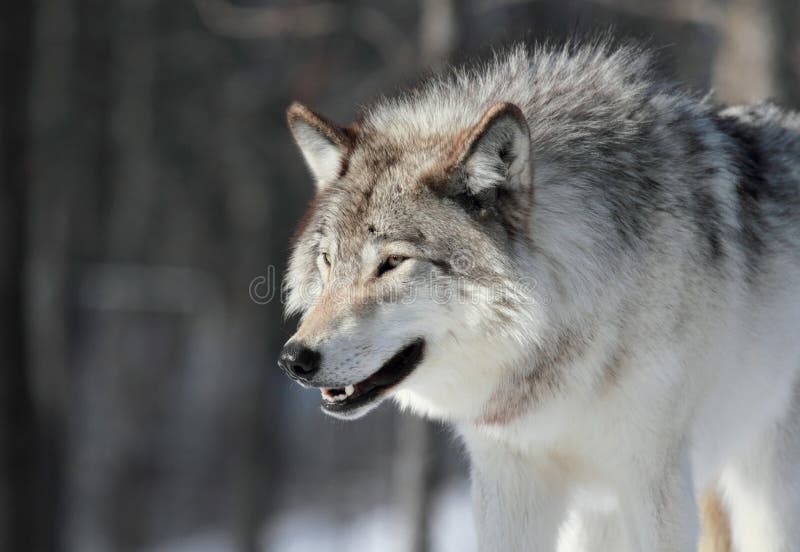 Beautiful gray wolf stock image. Image of gray, beauty - 38899947