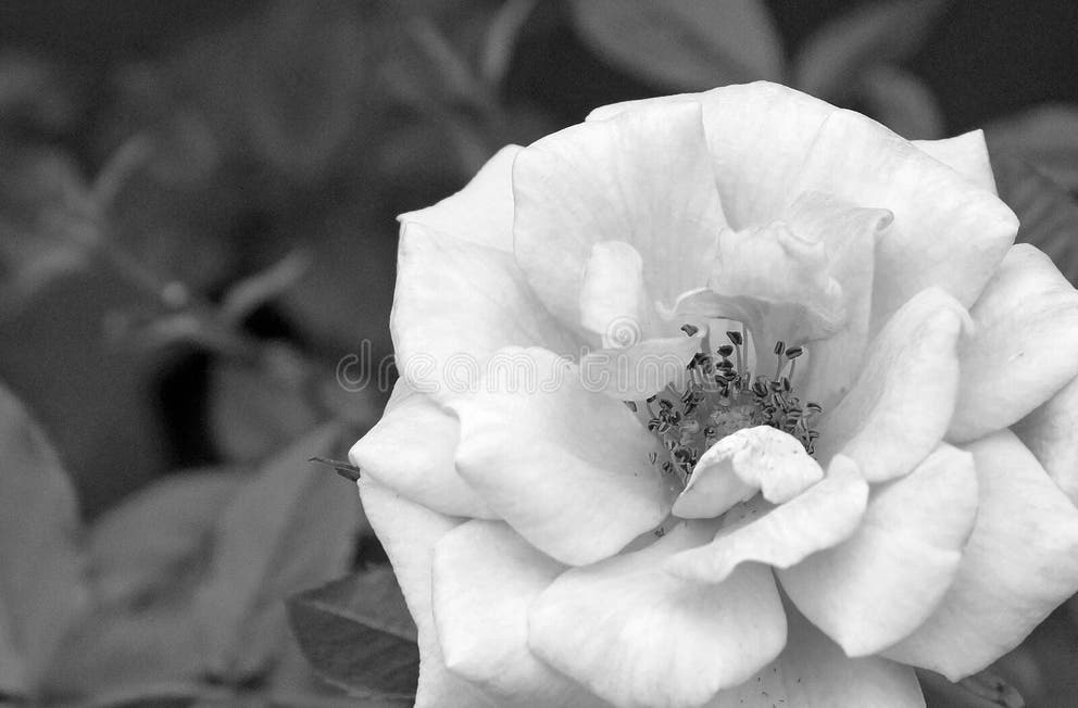 Beautiful Grayscale of a Rose Stock Photo - Image of plant, beauty ...