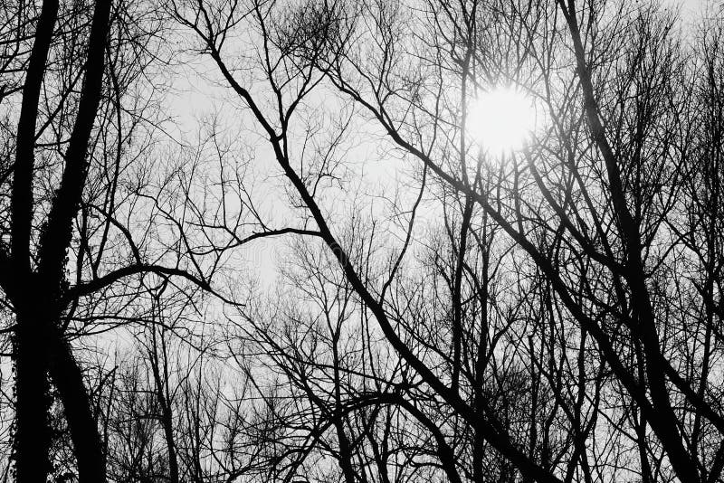 Beautiful Grayscale Shot of the Sun Shining through Tree Branches Stock ...