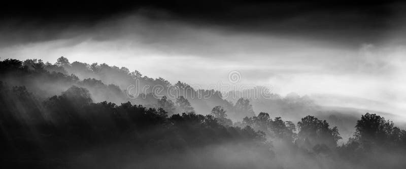 Beautiful Grayscale Soft Landscape of Trees Fully Covered in Fog. Stock ...