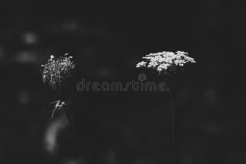 Beautiful Grayscale View of a White Flower Stock Image - Image of ...