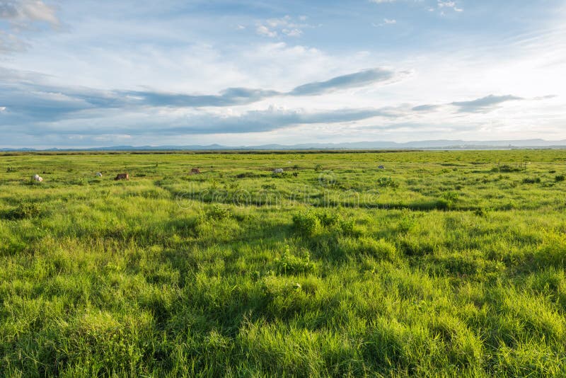 Beautiful Grazing Landscape Stock Photo - Image of cattle, farming ...