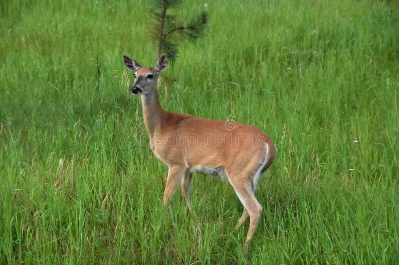 Beautiful Grazing Single Doe in a Field Stock Image - Image of aware ...