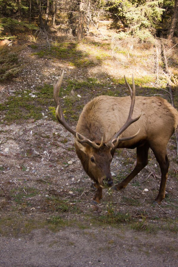 Beautiful Grazing Wapiti on a Fall Day at Dusk Stock Photo - Image of travel, animal: 299899022