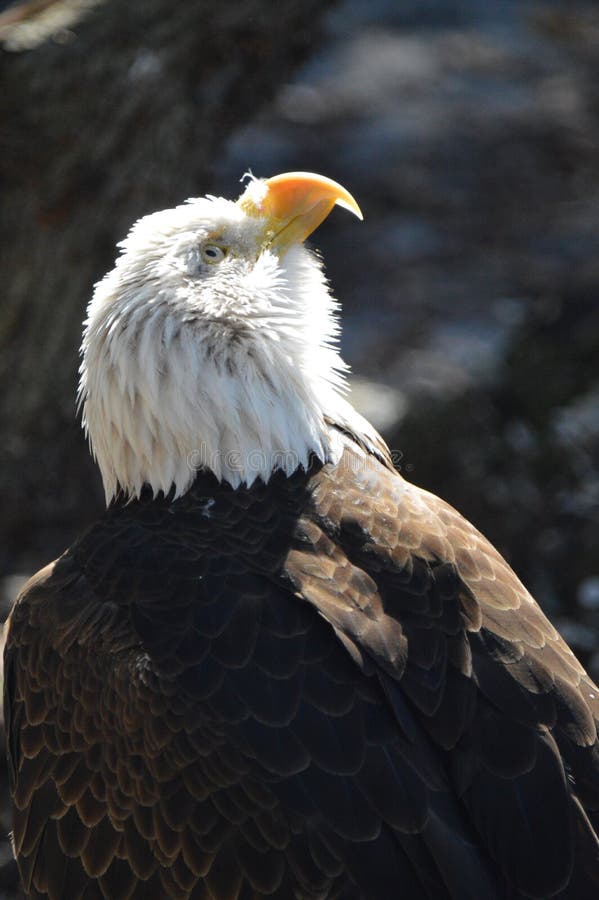 Great Bald Eagle stock image. Image of pretty, majestic - 111453835