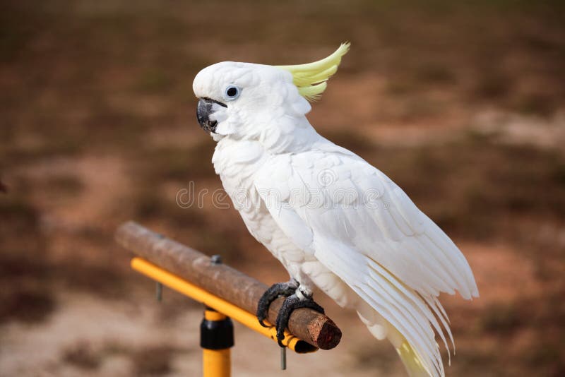 Parrots stock image. Image of life, couple, nature, pair - 109011651